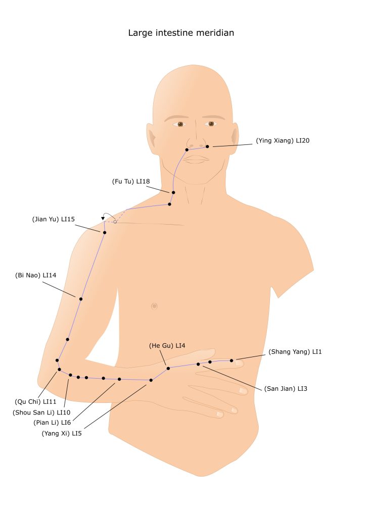 Clear and Energize the Lungs and Colon a tutorial » Acupuncture Center ...